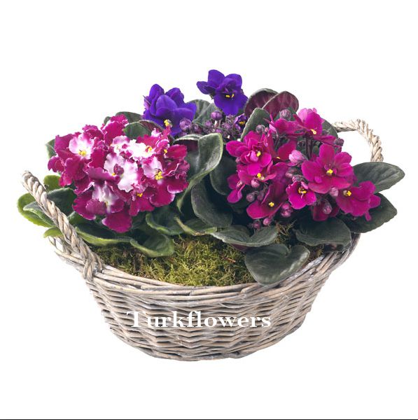 Mixed African Violet Basket delivery Turkey - Turkey Flowers Shop