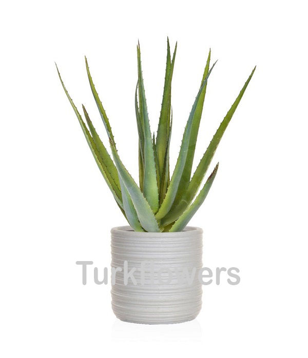 Turkey Plant Order Aloe Vera - Turkey Flowers Shop